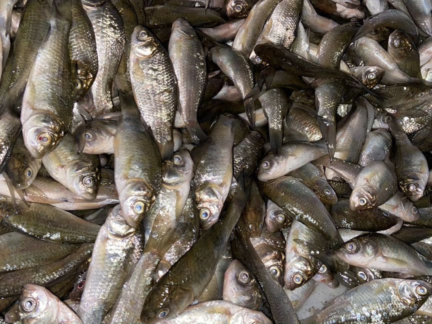 Рыба на корм для животных