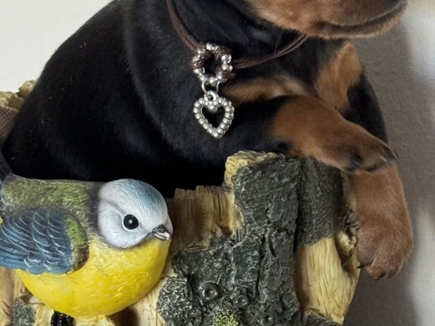 Щенки цвергпинчера