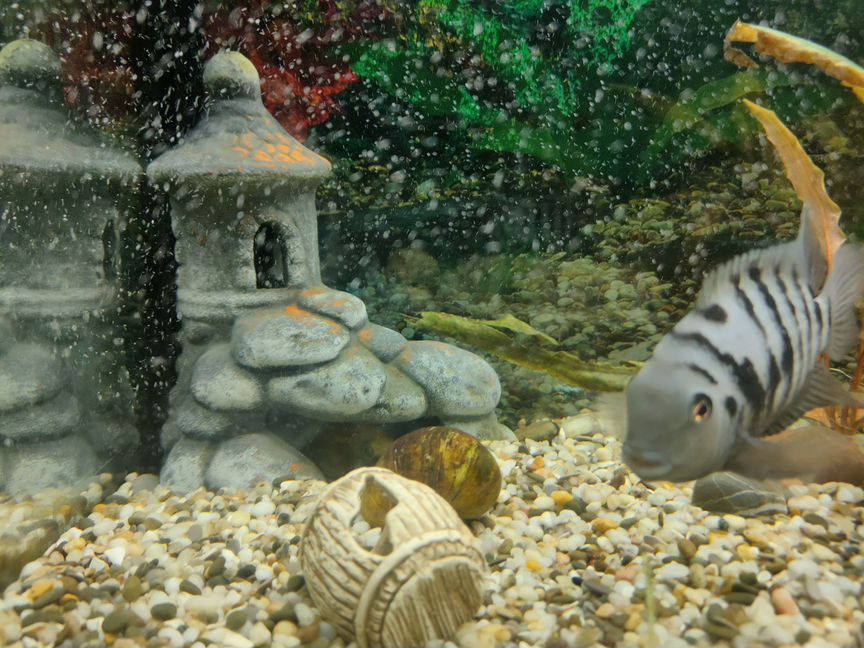 Цихлозома чернополосая, пара, отдам