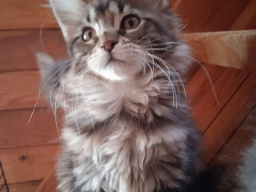 Котята мейн-кун