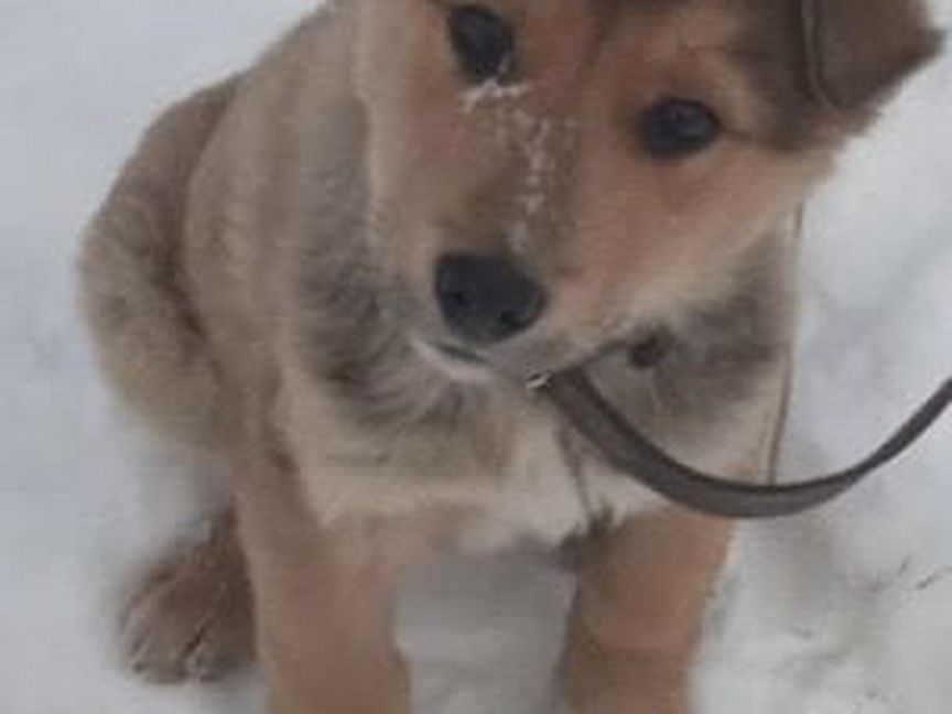 Щенок Мухтар ищет дом