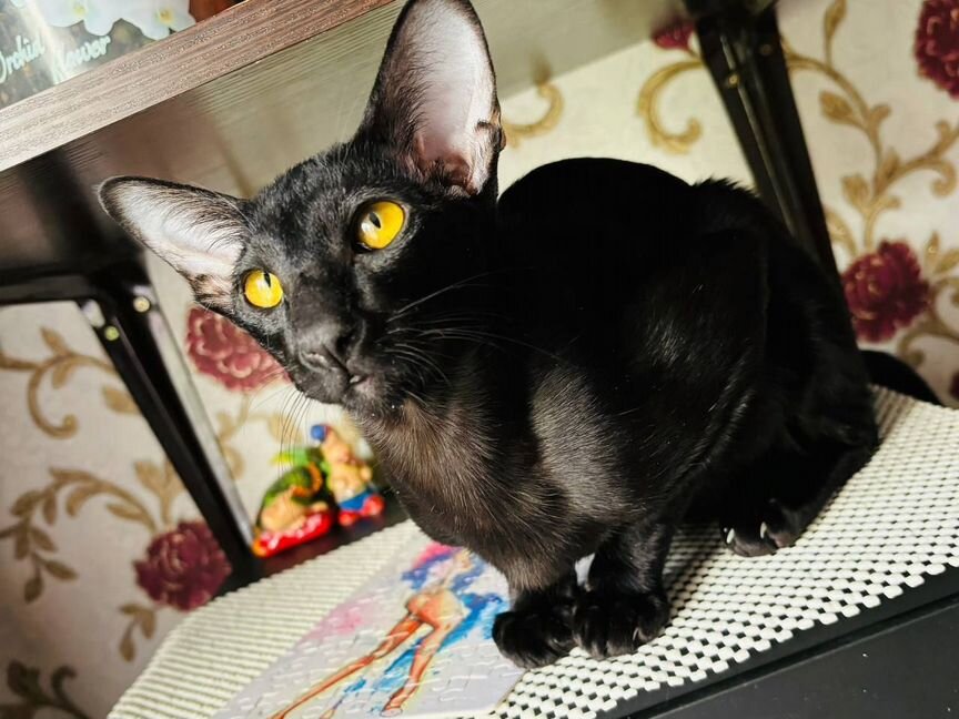 Ориентальные котята