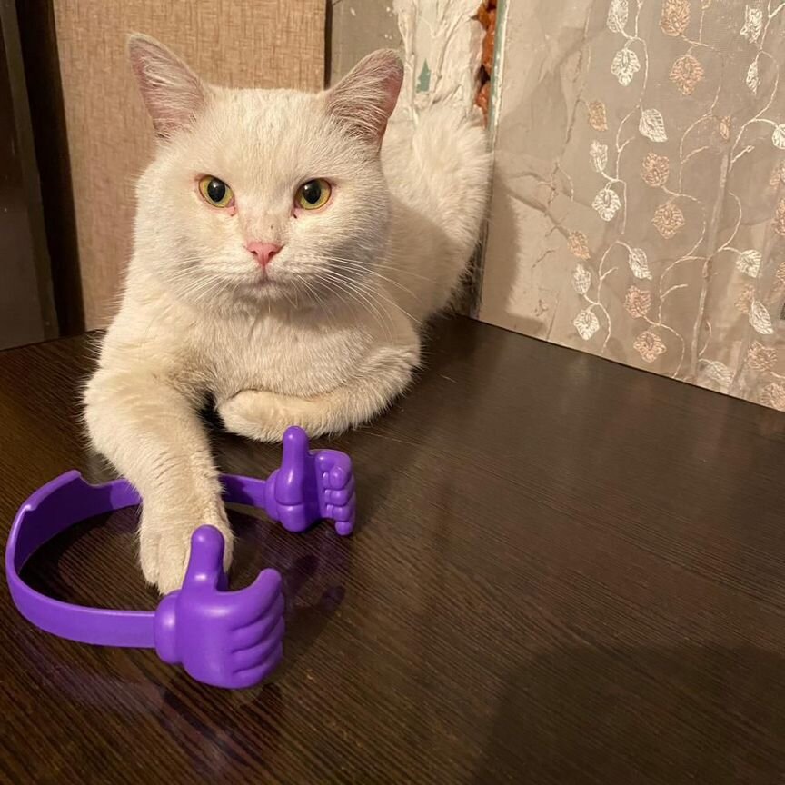 Снежок котик 8 мес