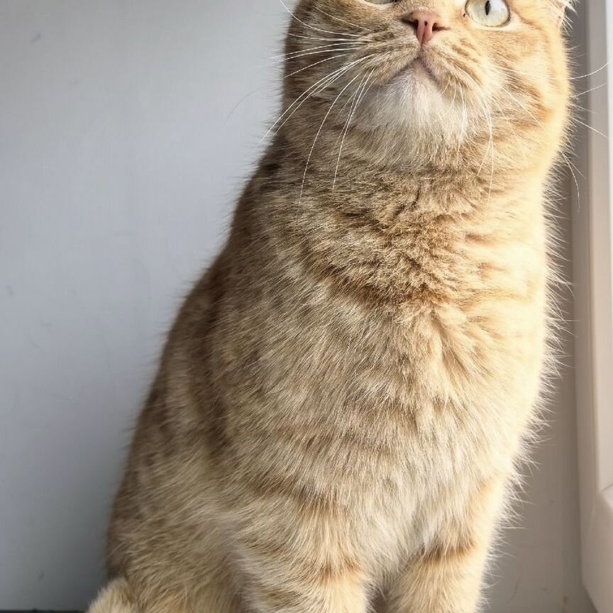Котик рыжий в добрые руки бесплатно