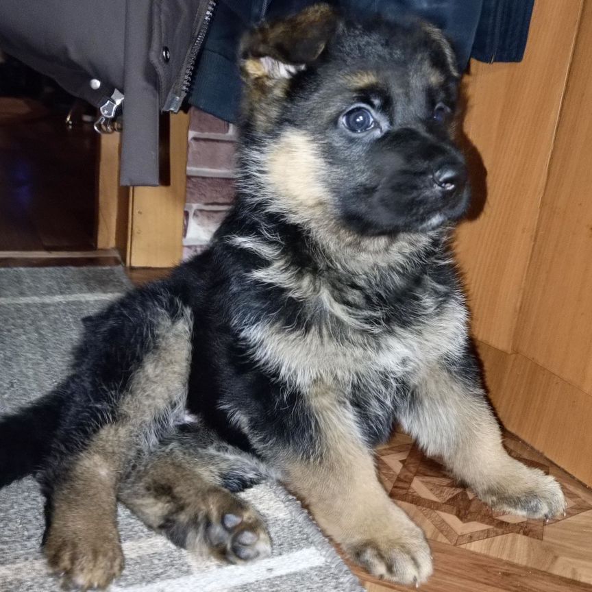 Немецкая овчарка, щенок