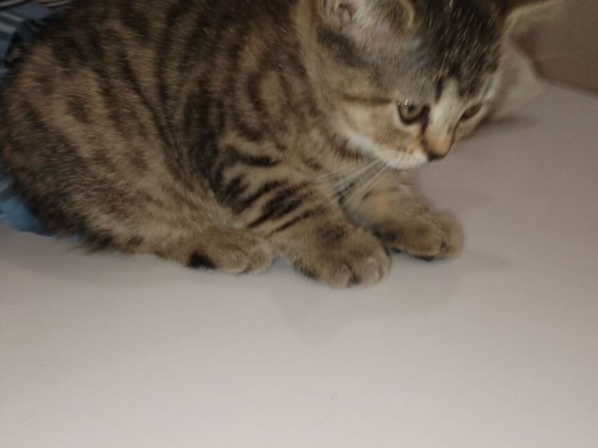 Продаем хороших котят, Шотландцы