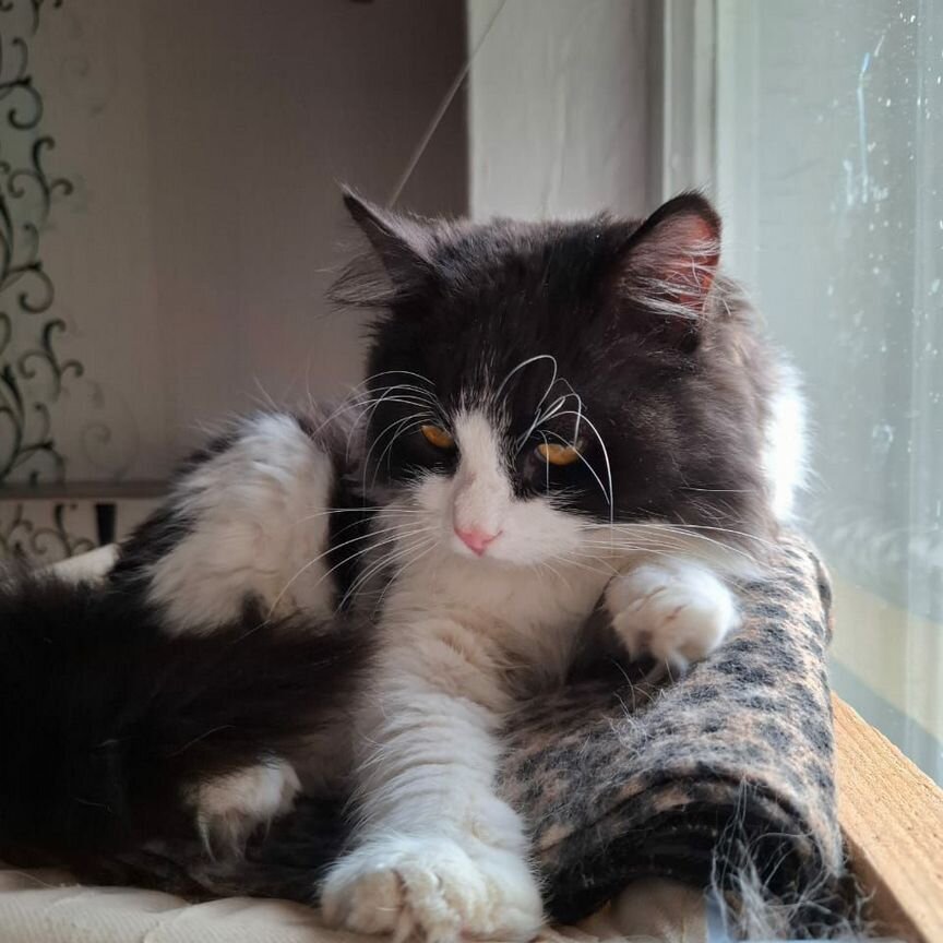 Отдаём молодого кота в руки ответственных хозяев