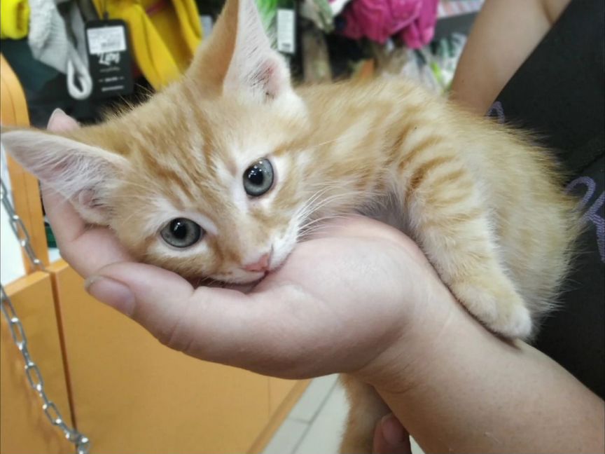 Котята2.5 месяцев