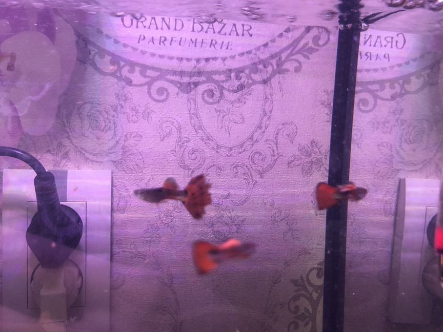 Аквариумные рыбки отдам бесплатно