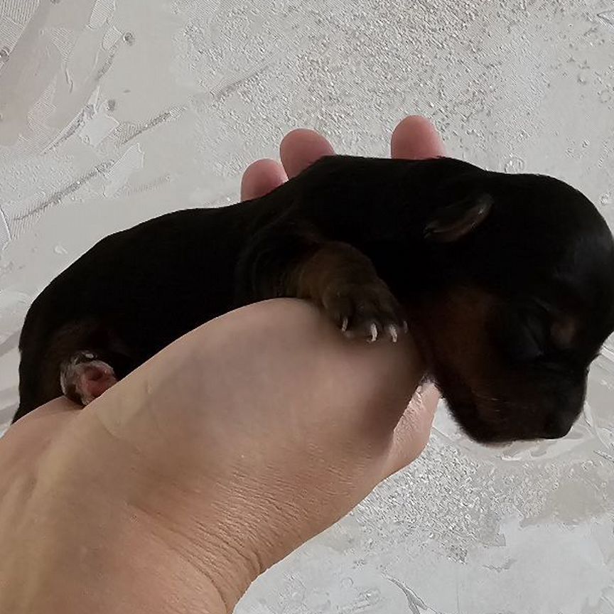 Йоркширский терьер щенок девочка мини