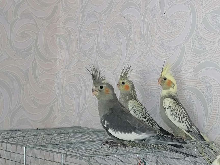 Продам попугая Корелла (птенцы), возможна доставка