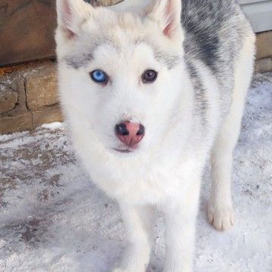 Сибирский хаски