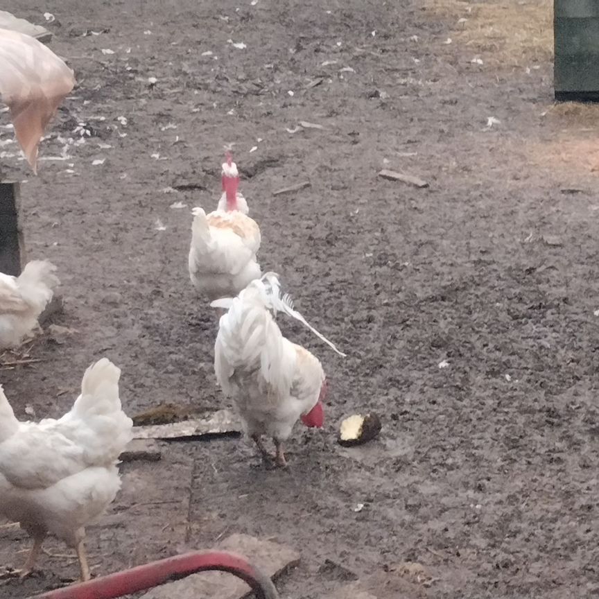 Молодые петушки