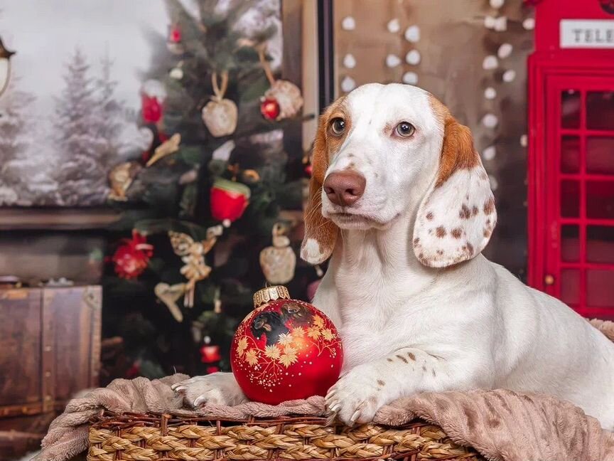 Такса стандартная окрас пайболд