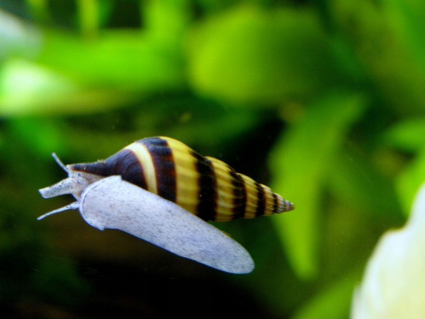 Улитка Хелена