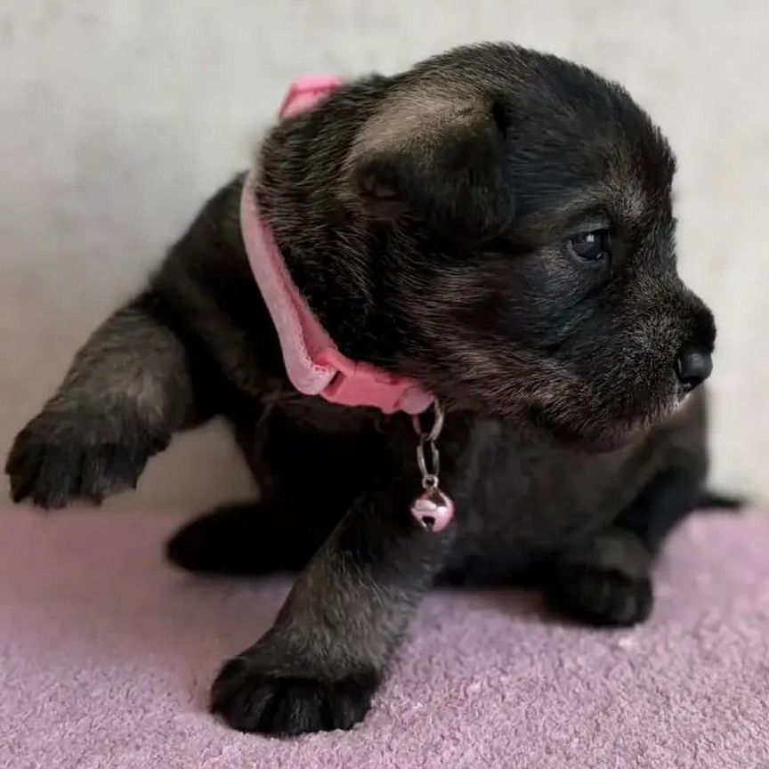 Миттельшнауцер, щенок