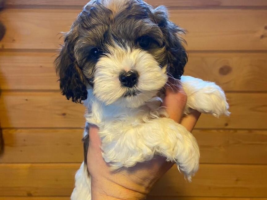 Щенки мальтипу и кокапу