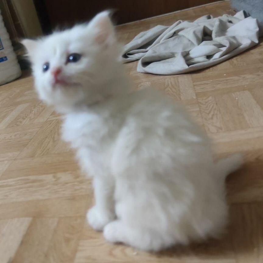 Кошка турецкая ангора