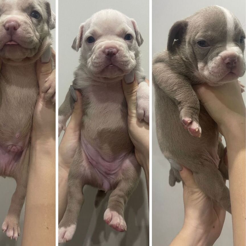 Американский булли, щенок