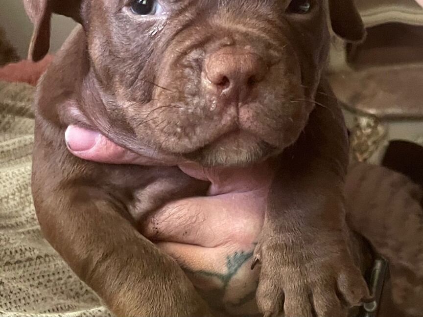 Щенки булли покет