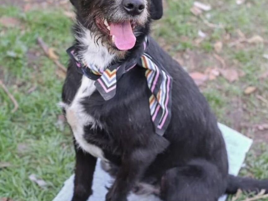 Ризеншнауцер мальчик метис 1, 5