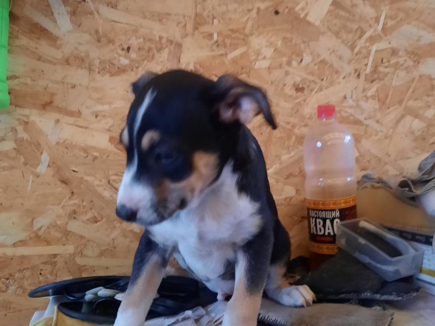 Щенки амстафа