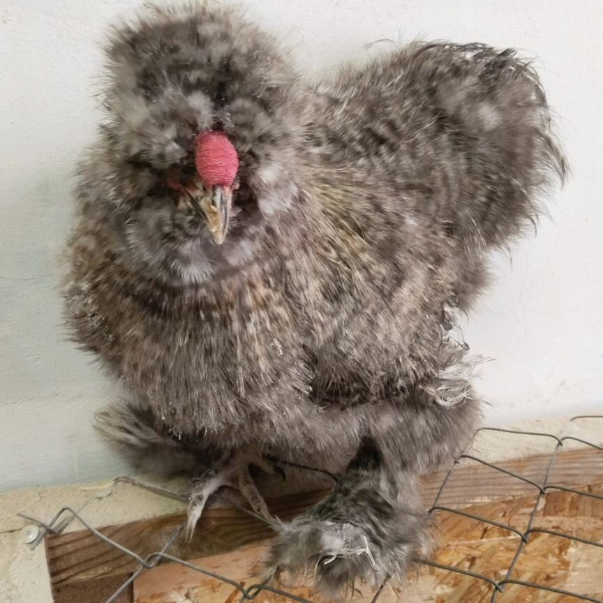 Продам петушков Китайский шелковых