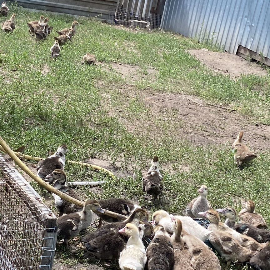 Мускусные утки