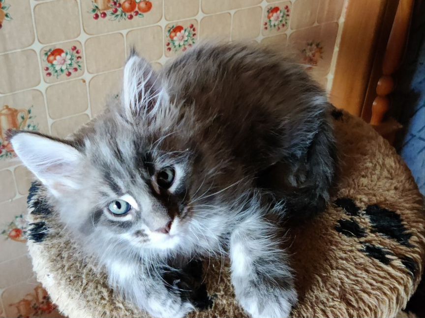 Котята породы Мейн-Кун