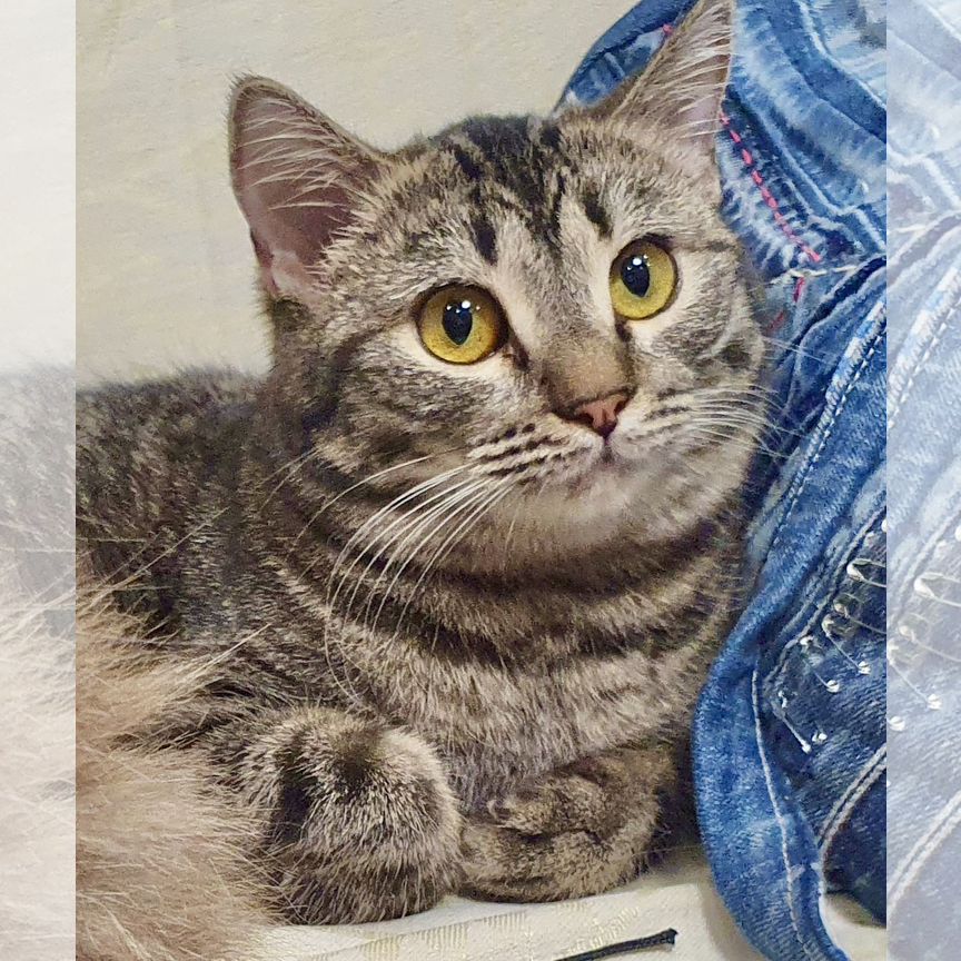 Европейская короткошёрстная, взрослая кошка