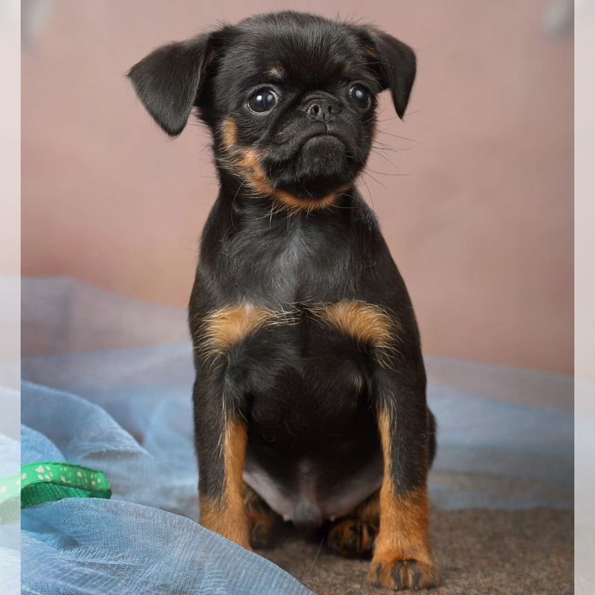 Пти-брабансон, щенок