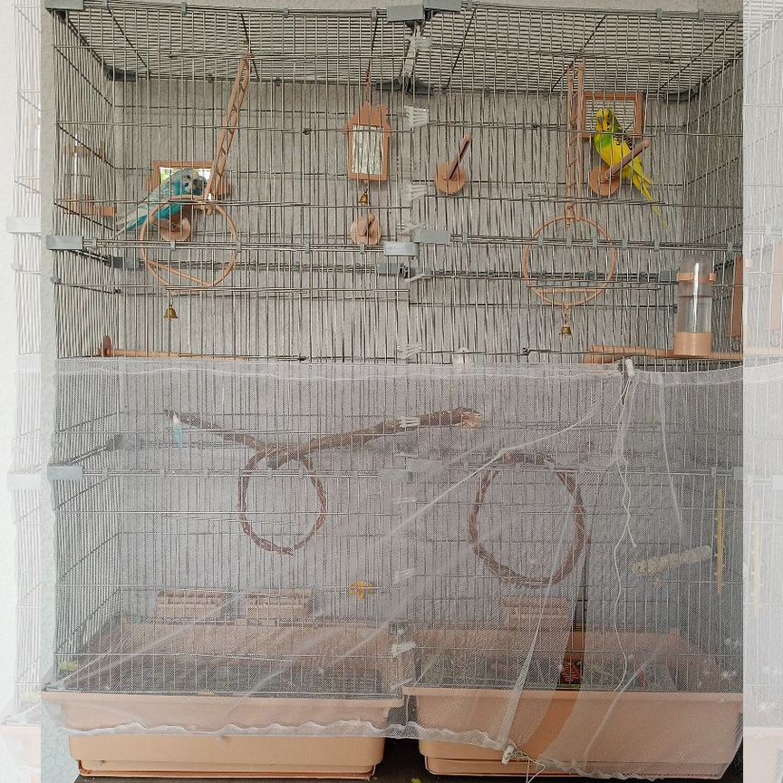 Волнистые попугаи