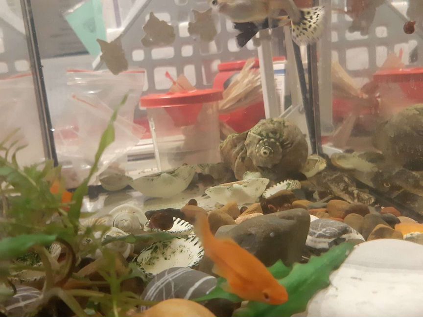 Рыбки меченосцы