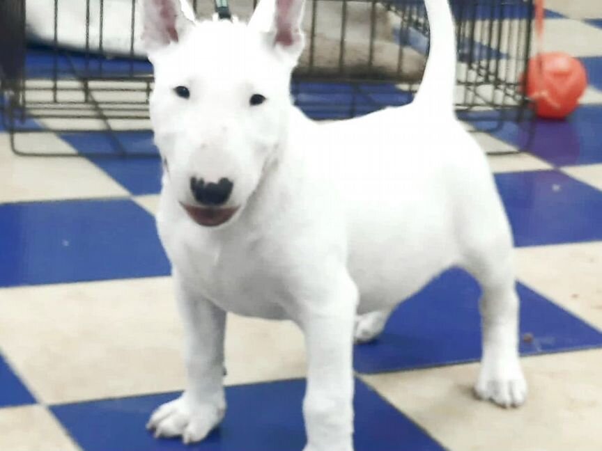 Щенок стандарт. бультерьера