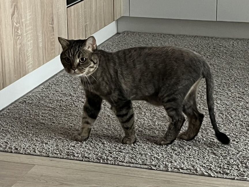 Кот