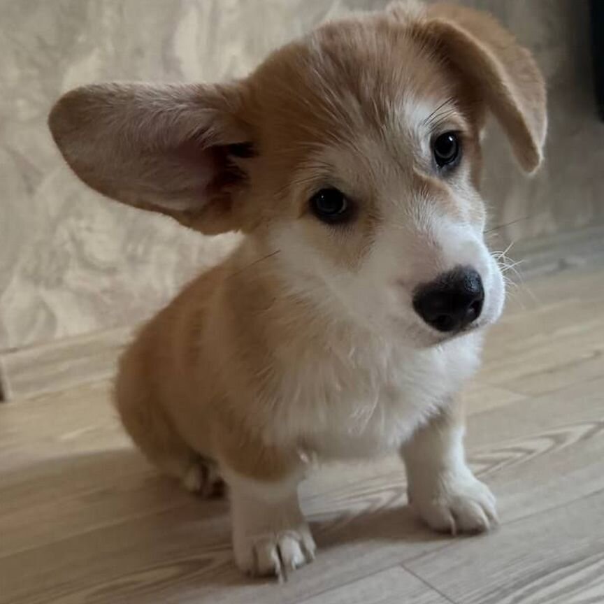 Вельш Корги Пемброк, щенок