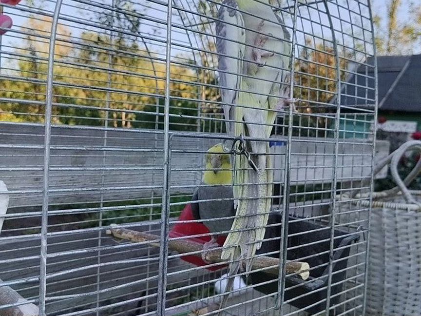 Попугаи (пара)корелла с клеткой