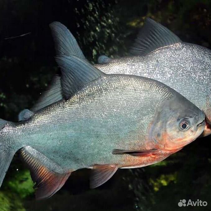 Пираньи травоядные