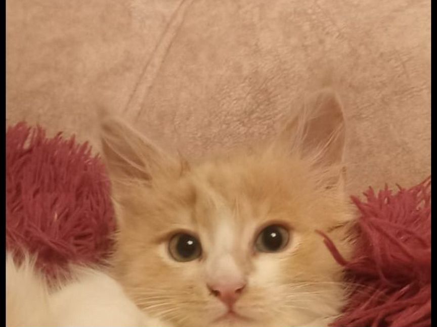 Кошка мейкун бесплатно