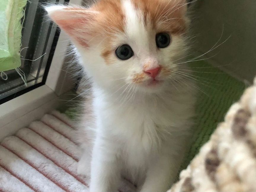 Рыжий котенок, 1.5 месяца