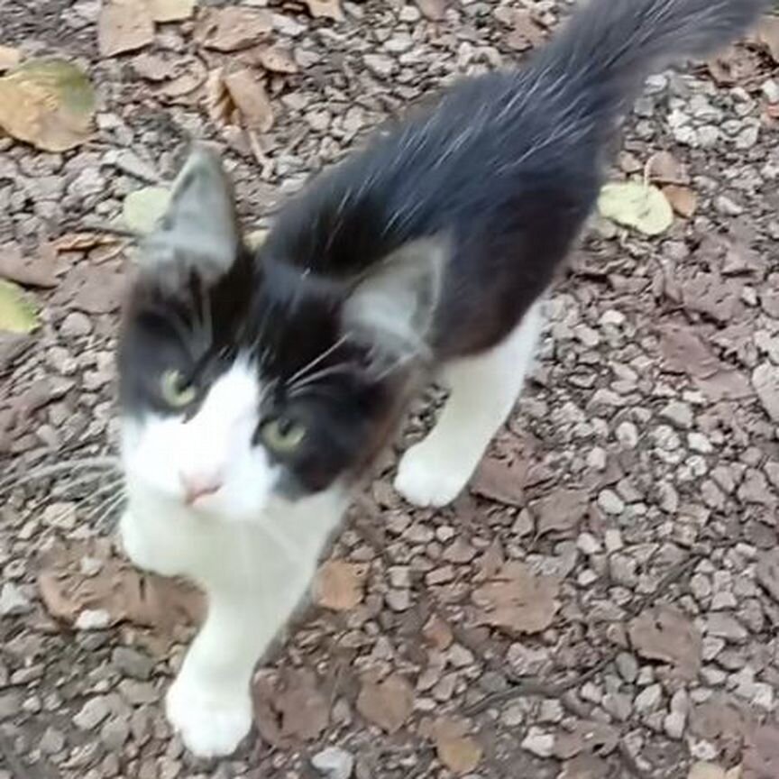 Котенок в очень хорошие ручки