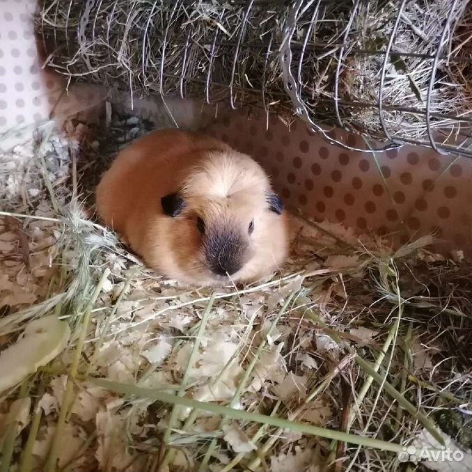 Морские свинки самцы