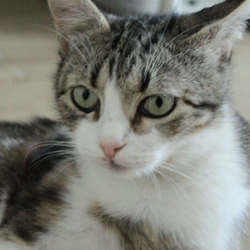 Стерилизованная Стелла заботливым людям