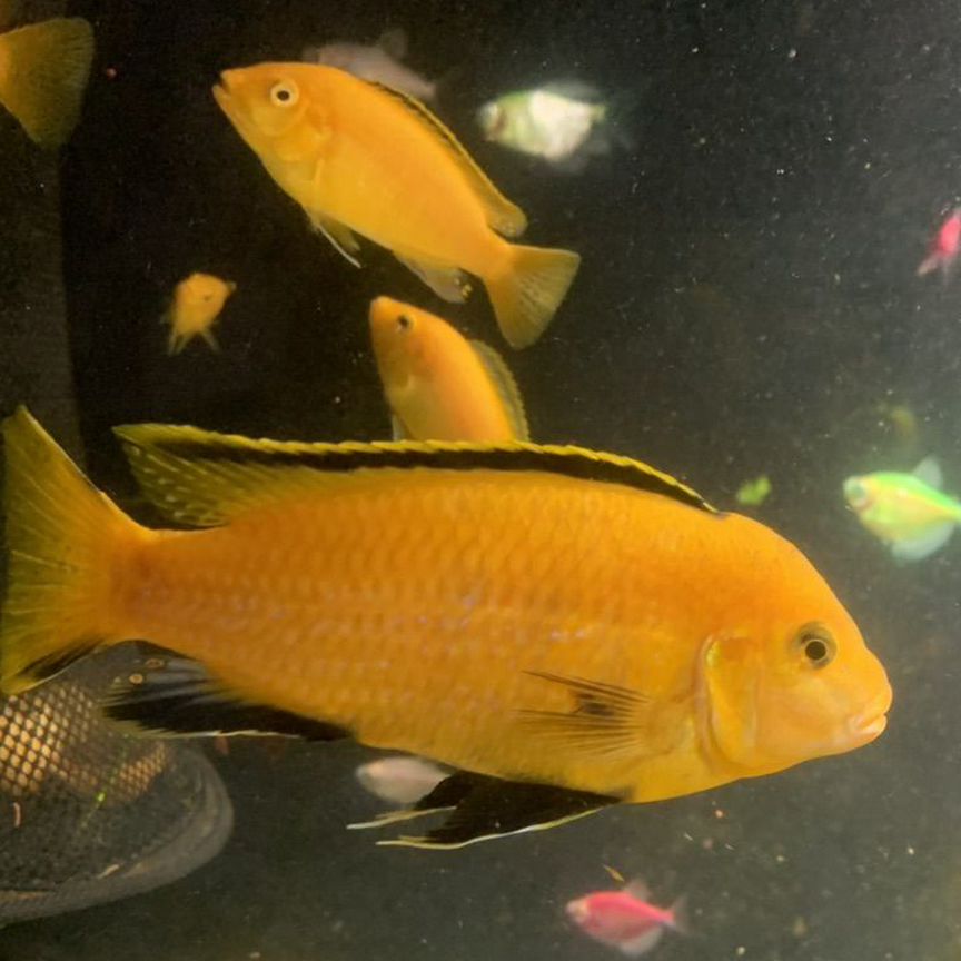 Лабидохромис еллоу