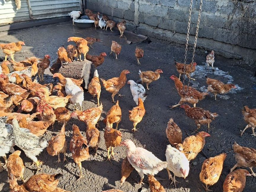 Куры цветной бройлер