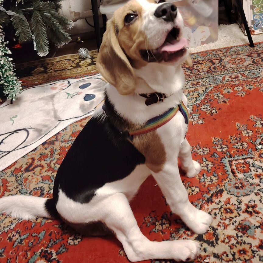 Бигль, взрослая собака