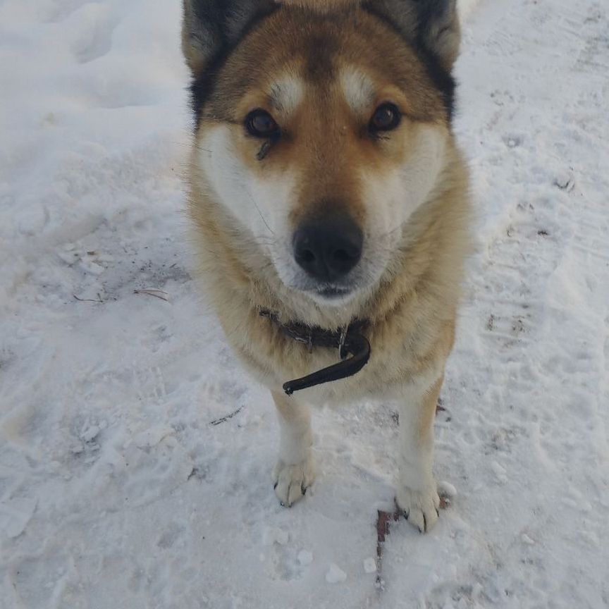 Западно сибирская лайка в добрые руки