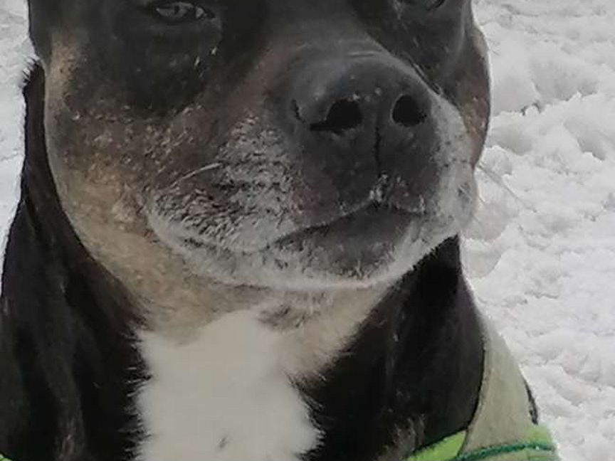 Собака в добрые руки порода, прайт