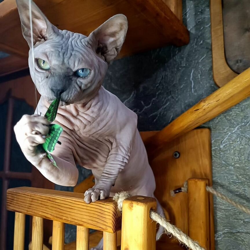Племенной кот Разноглазый пойнт