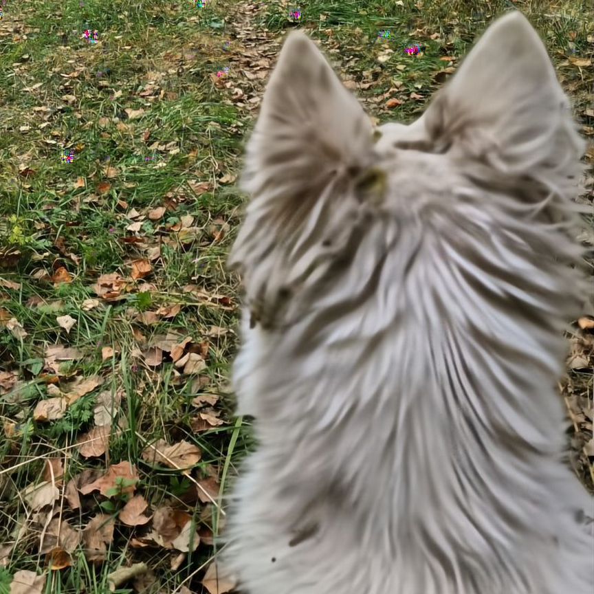 Белая швейцарская овчарка, щенок